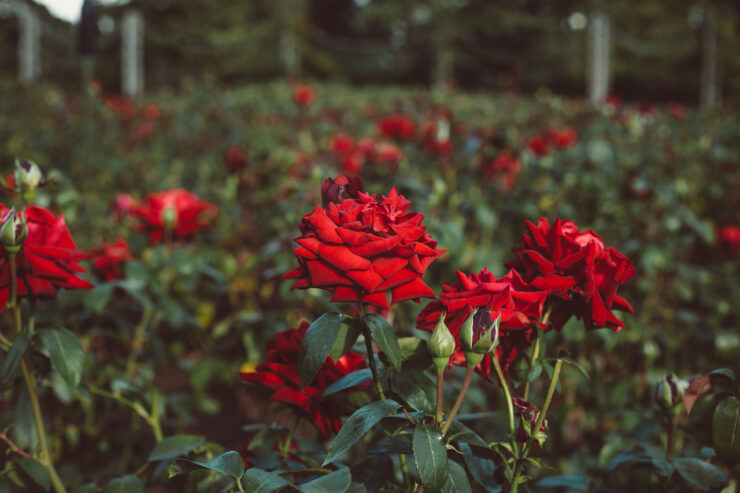 El color escarlata y sus maravillosas cualidades energéticas - Gitana Perla