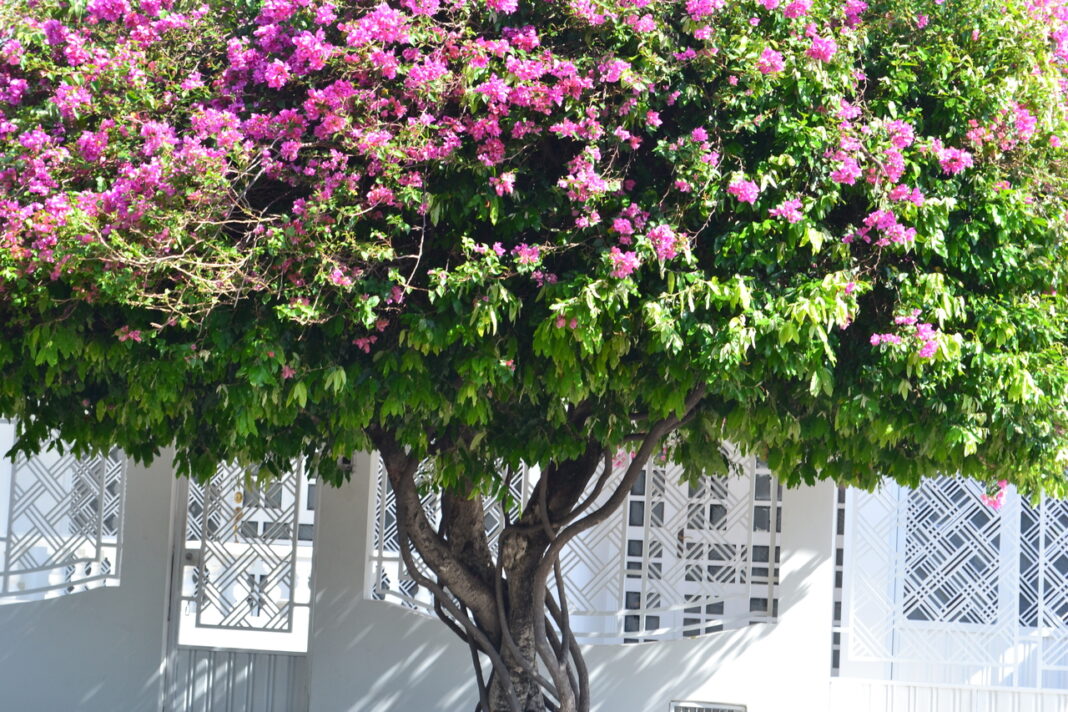 El poder mágico de la bugambilia