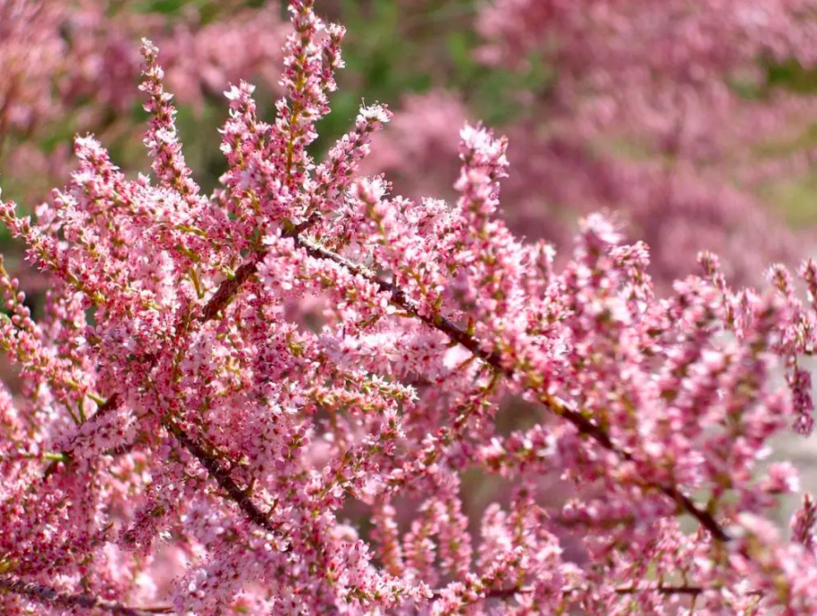El taray y sus propiedades medicinales ¡conócelas! - Gitana Perla