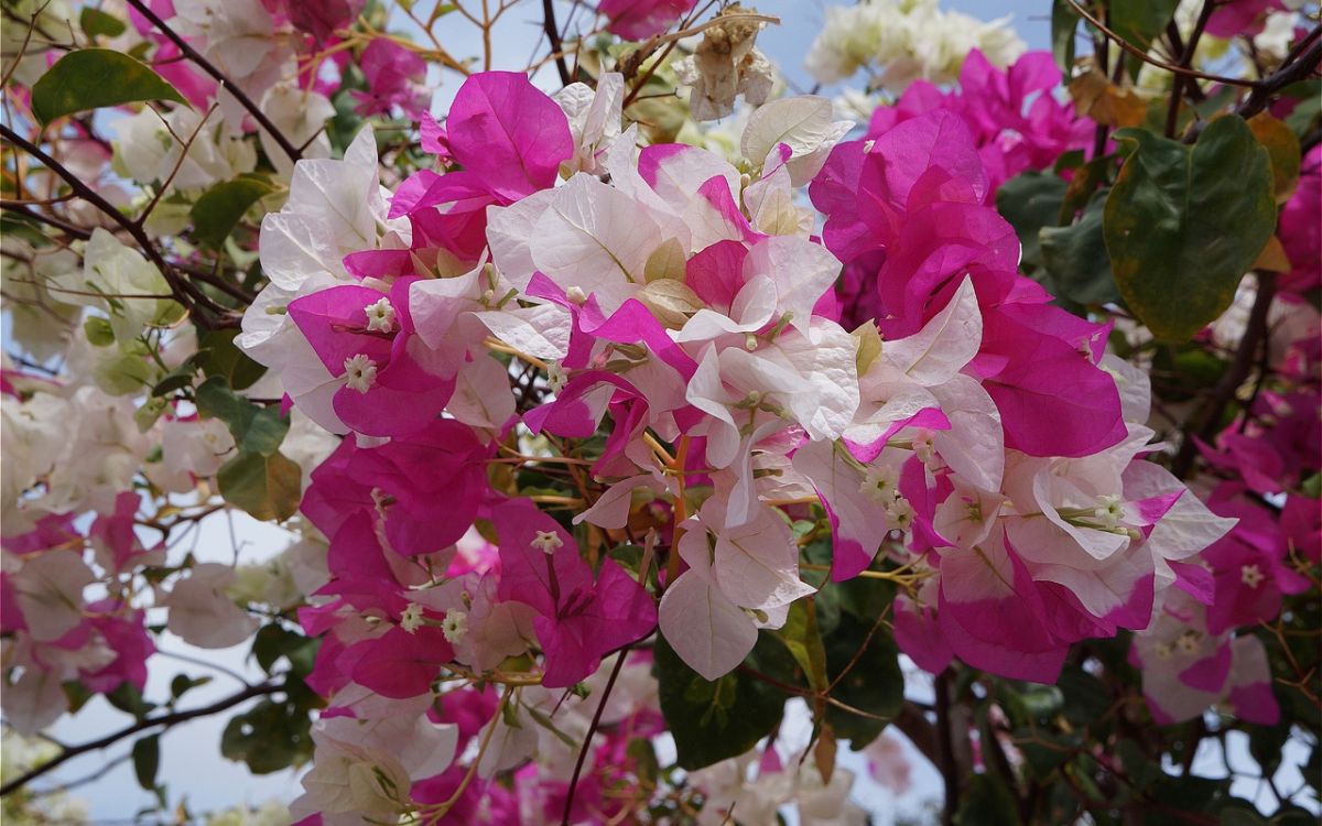 Bugambilia: descubre su significado espiritual